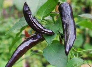 Chile Pasilla | ¿Cuanto pica y Como Comerlo? Beneficios , Sustitutos...